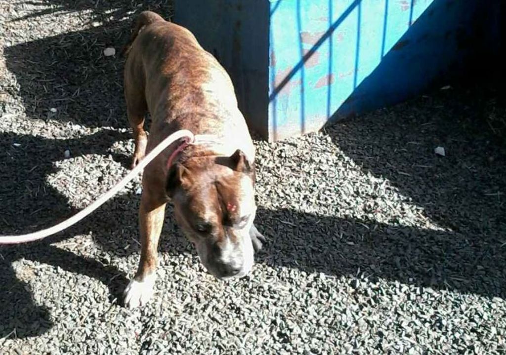 Cachorro que foi atropelado está à espera do dono - Éder Luiz Notícias